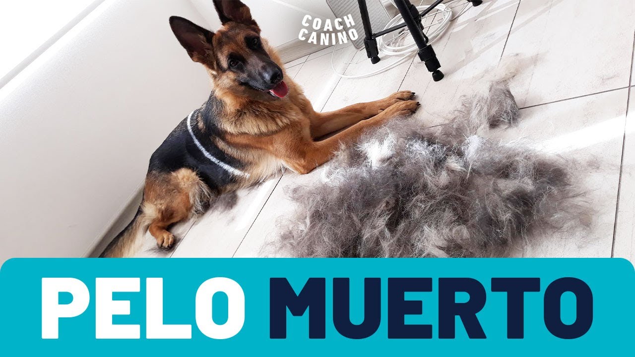 Furminator - Cepillo deslanador para perros 😱 Descubre como eliminar el ...