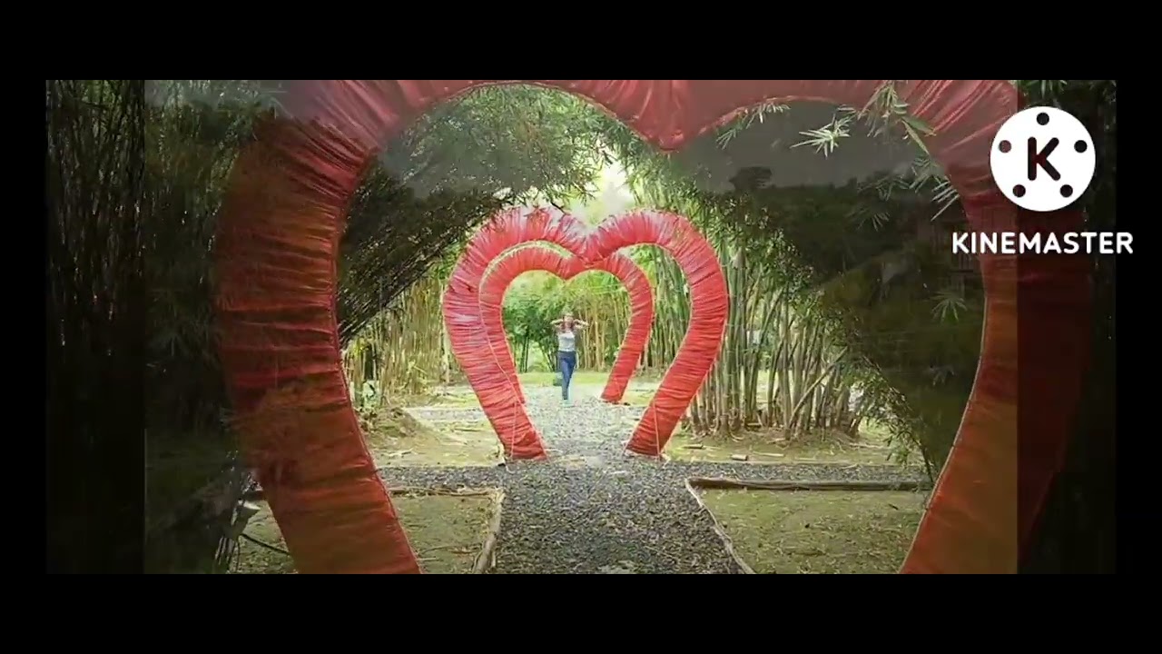 DIFFERENT VARIETIES OF BAMBOO | BAMBUSETUM | LIGAO CITY - YouTube