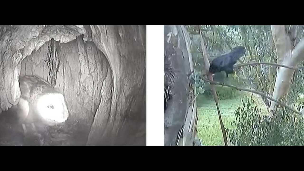 Corvid disturbs, our female repels (PTZ froze) - Audubon Starr Ranch ...