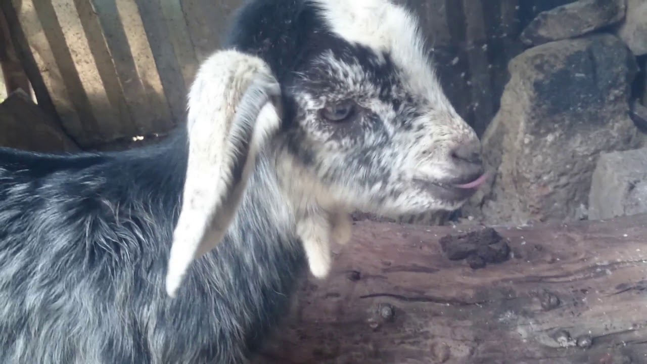 🐐PEQUEÑO CHIVITO COMIENDO PALETA LO MAS TIERNO Y DIVERTIDO QUE VERAS ...