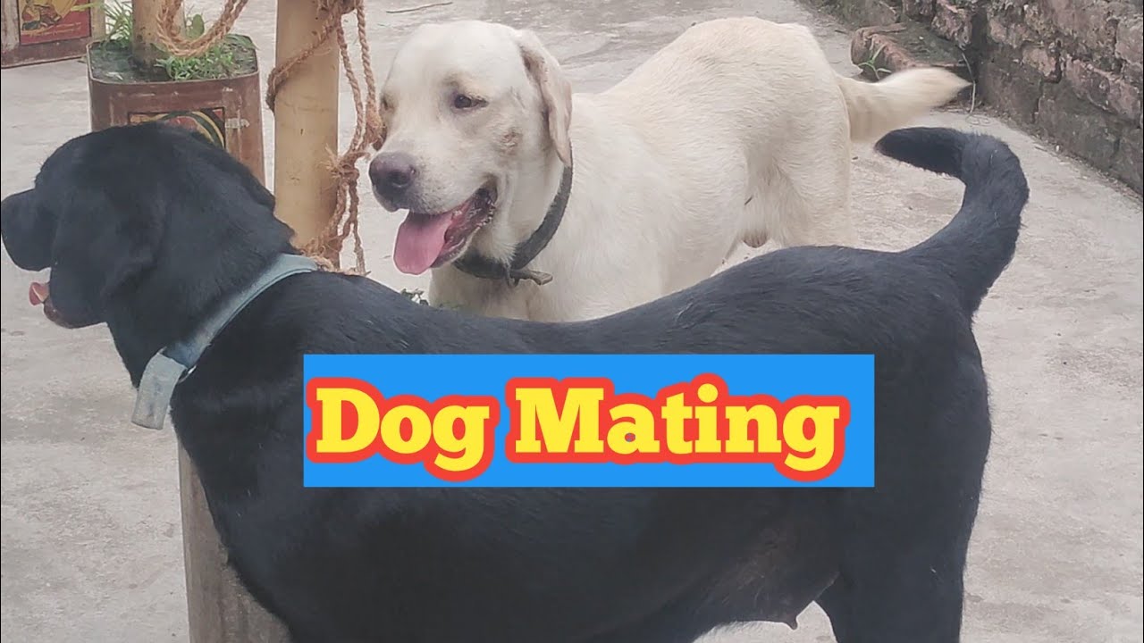 dog mating - YouTube