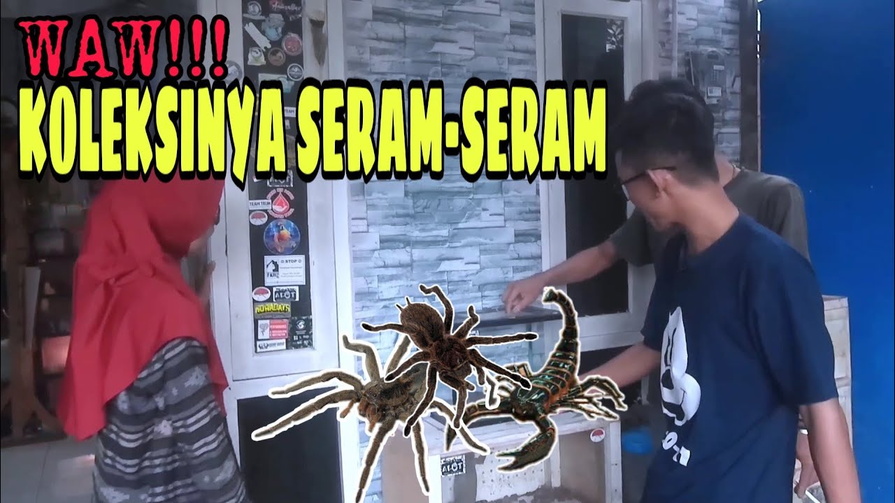 MENGENAL JENIS-JENIS HEWAN MELATA - YouTube