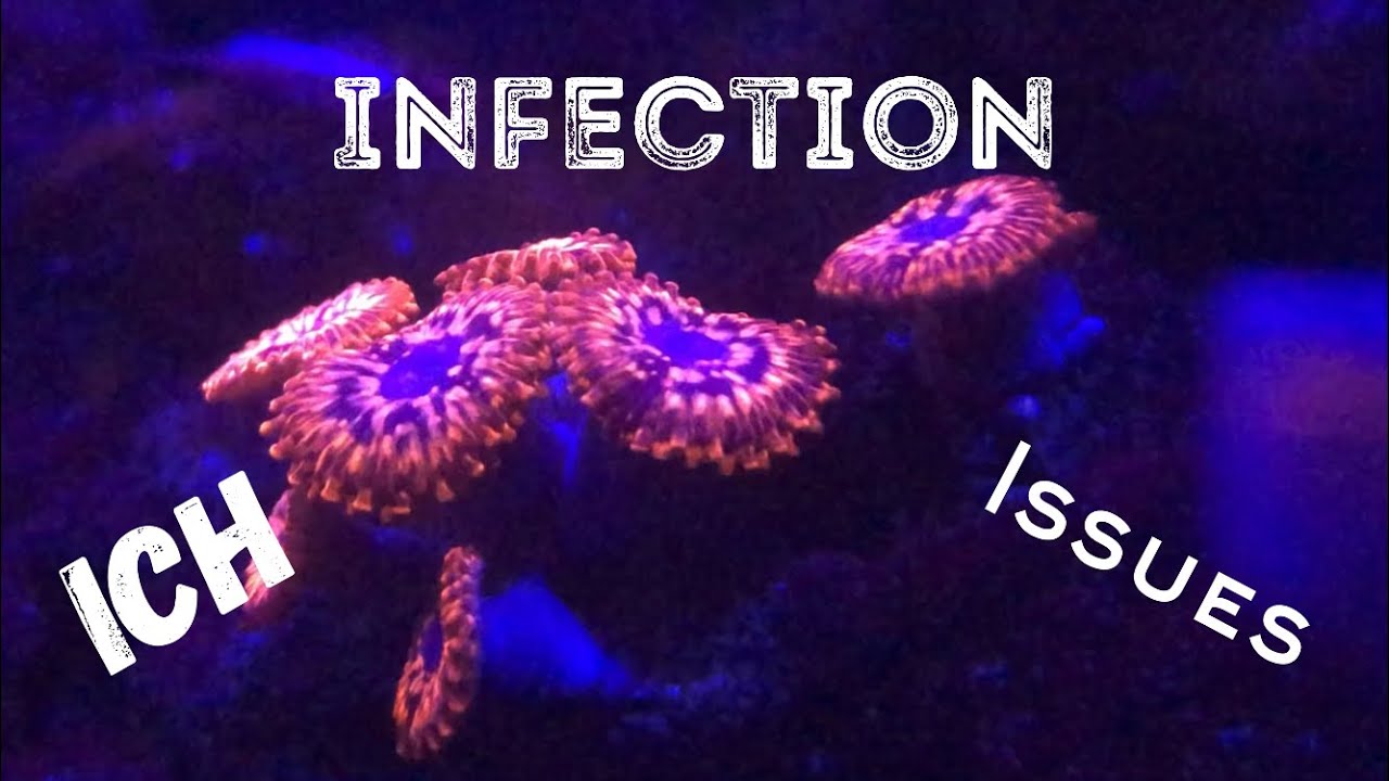 Major Issues in my Reef Tank! ICH, Illness & Infection?? - YouTube