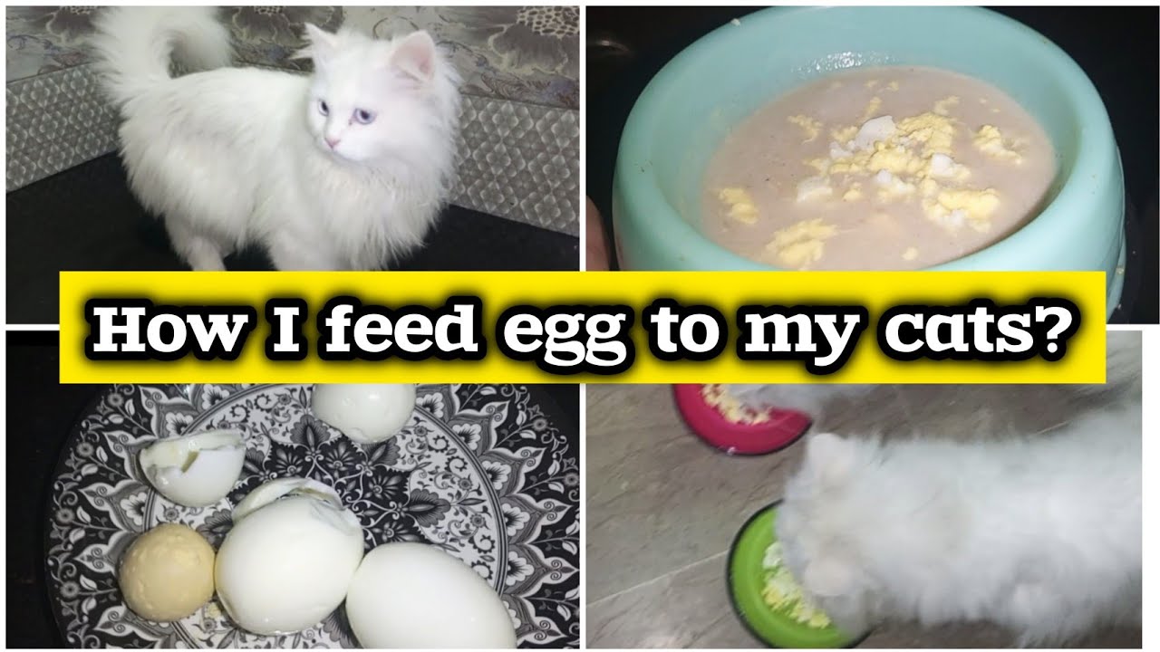 Can cats eat boiled egg? || Benefits of eggs for cats || How to feed ...