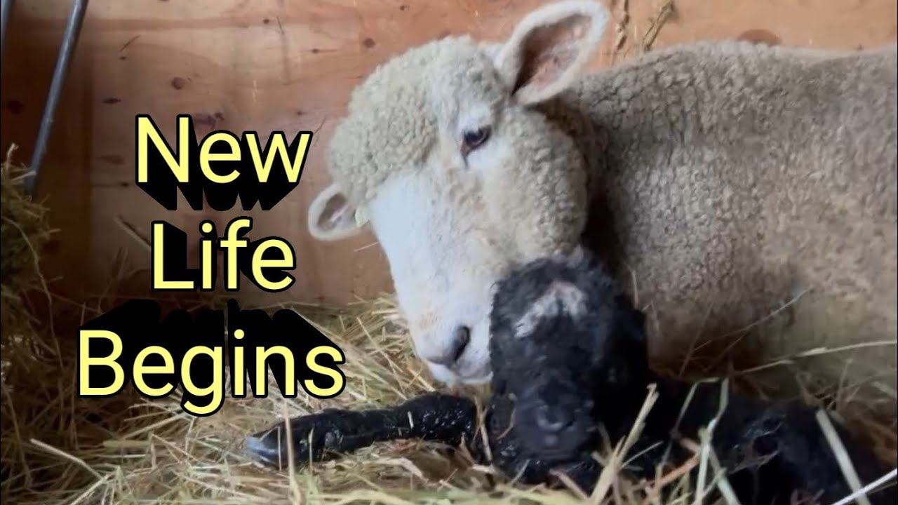 Farm Life Unfiltered: Ewe Delivers Lamb Before Our Eyes - YouTube