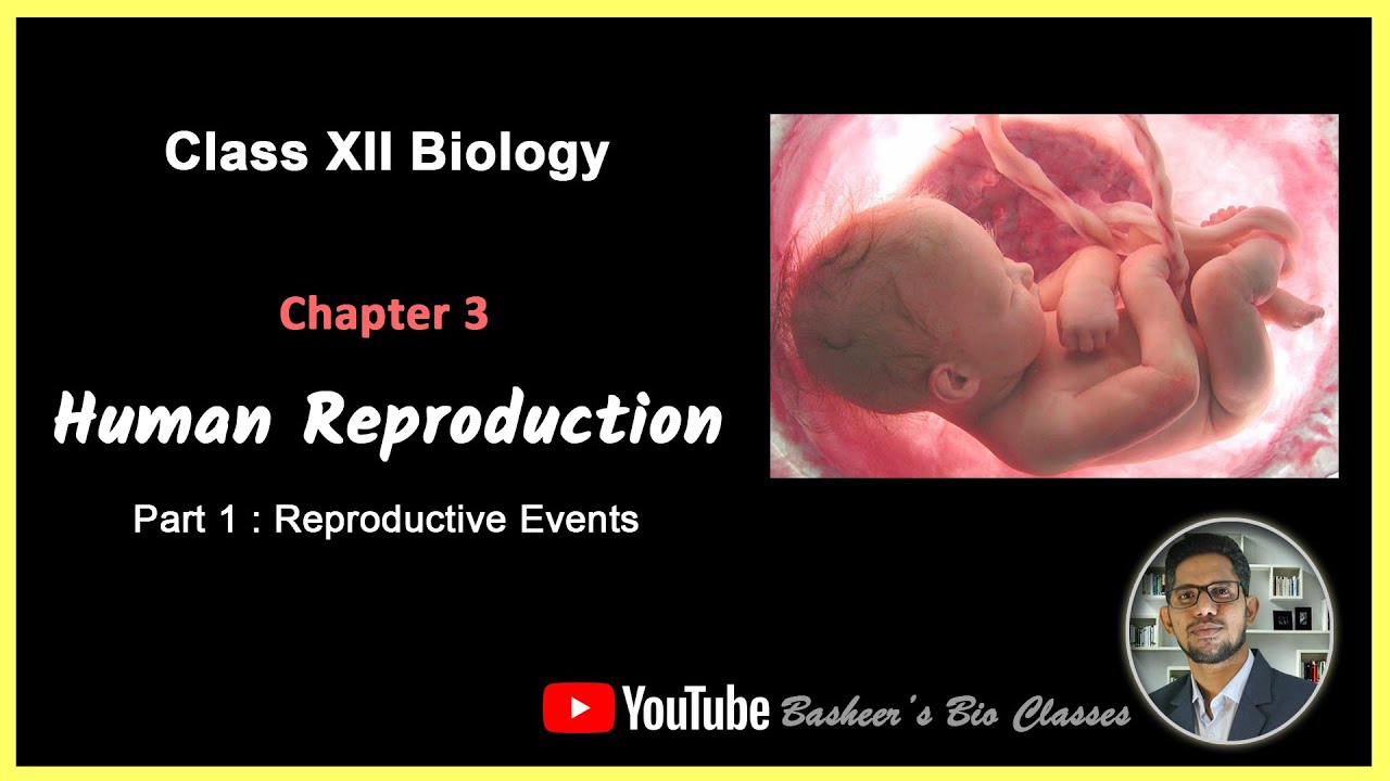 Human Reproduction Class 12 | Part 1 | Reproductive Events - YouTube