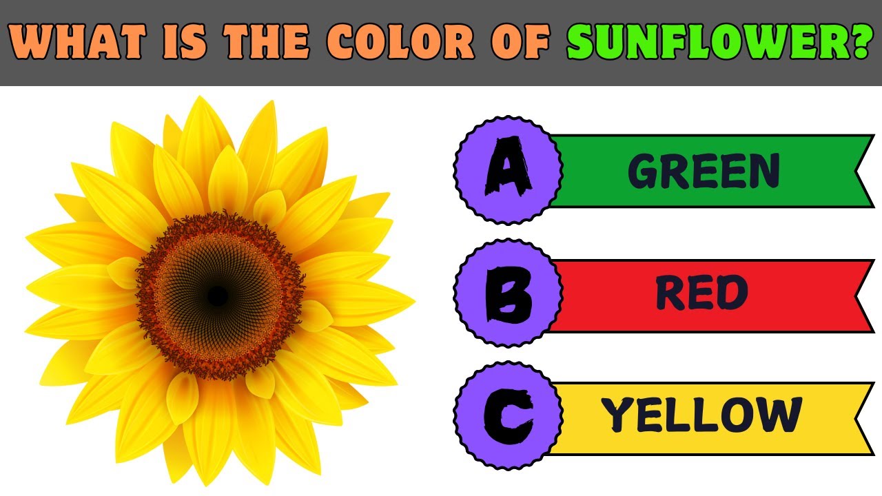 Color Quiz| Color Quiz for Kids| Color Trivia Quiz| GK Quiz| Guess the ...