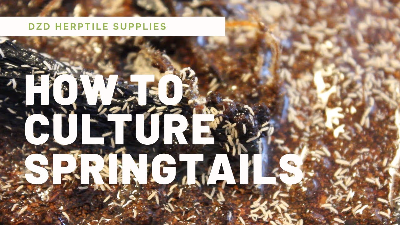 The EASIEST Way to Culture Springtails! | Full Guide in Under 2 Minutes ...