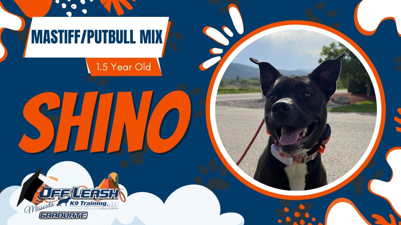 Shino - 1 1/2 year old Mastiff / Pitbull | Best Missoula Dog Trainers ...