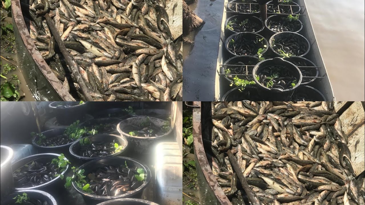 ONE MILLION FISHES CAUGHT IN GUYANA | BUSH LIFE | HASSA COOKOUT BEYOND ...