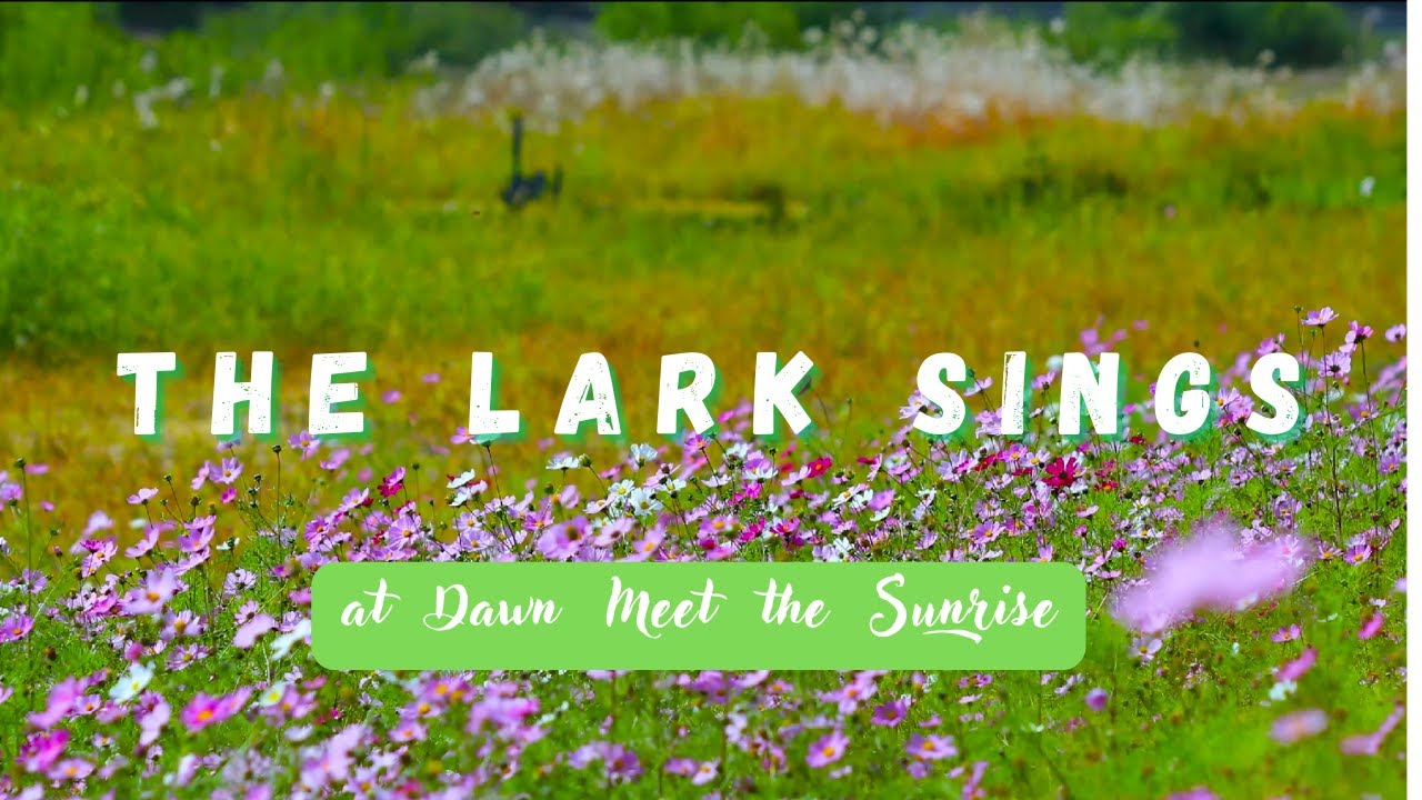 The sound of the Crested Lark - Nature and birds sound | 1 Hour - YouTube