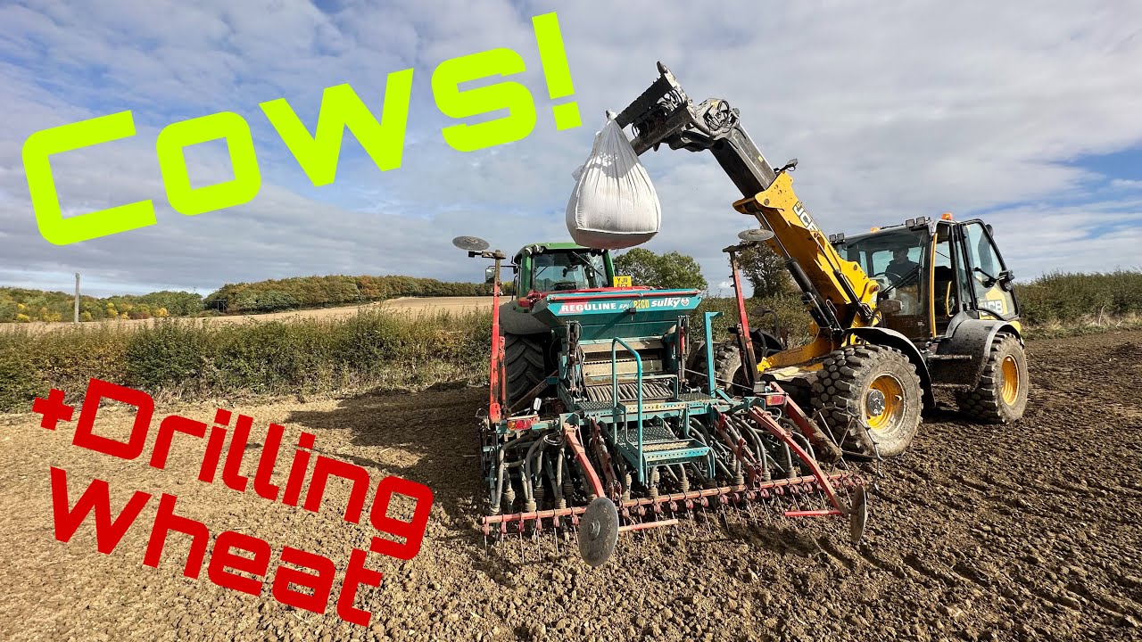 Building a Straw Clamp… Friendly Cows! Drilling Wheat! - YouTube