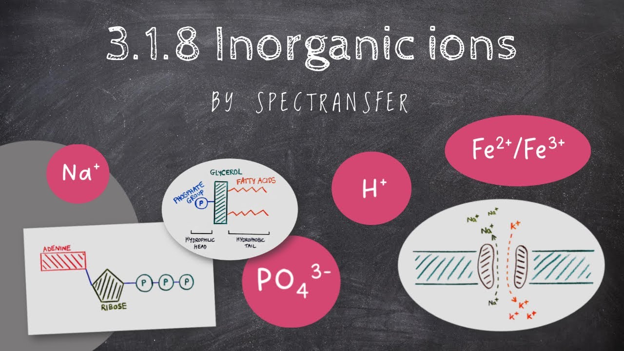 EASY REVISION AQA A-level Biology 3.1.8 Inorganic ions - YouTube