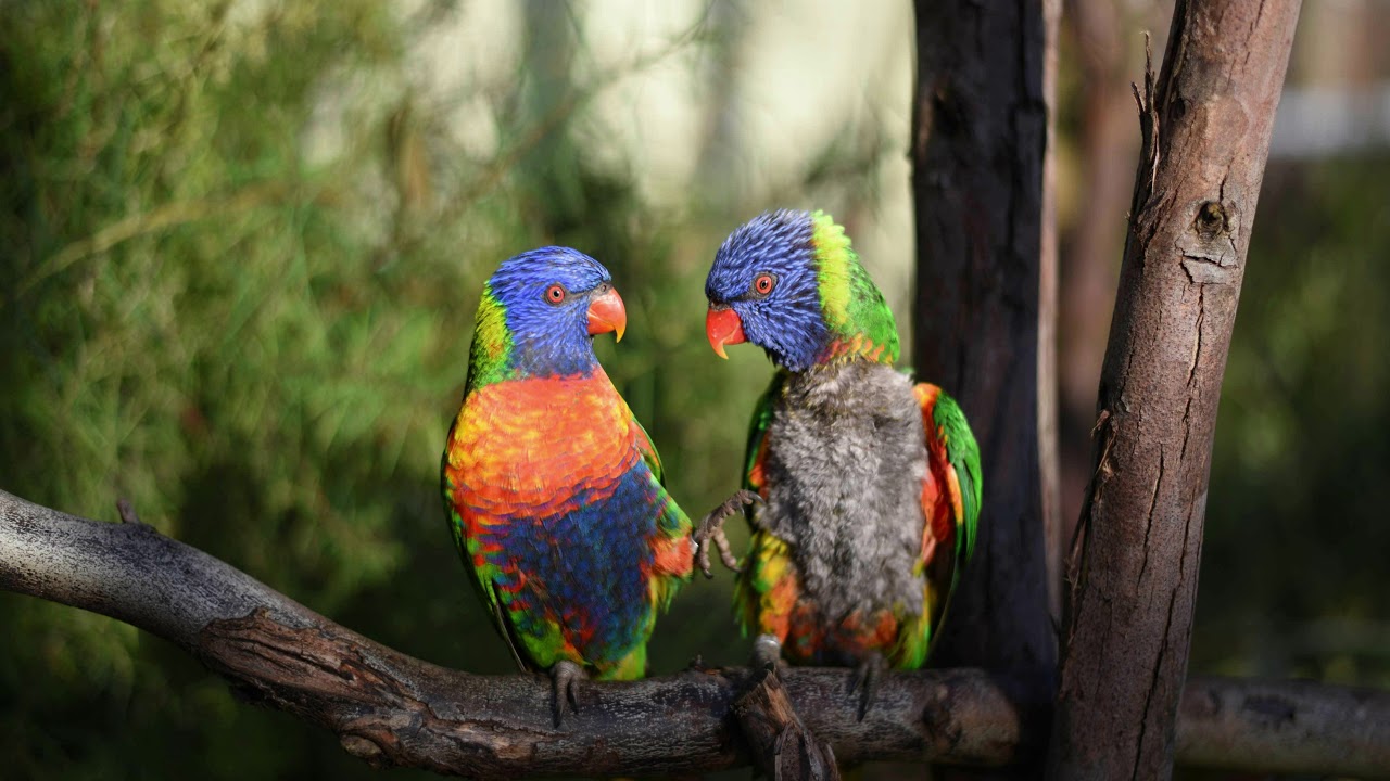 photography - Edinburgh zoo - brilliant birds - Nikkor 50mm - YouTube