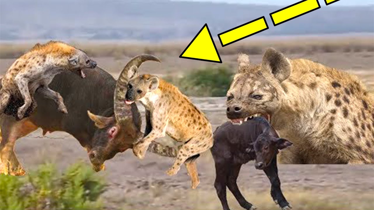 Hyena Scary, Hyena huting Buffalo & her baby and Cannot survive - YouTube