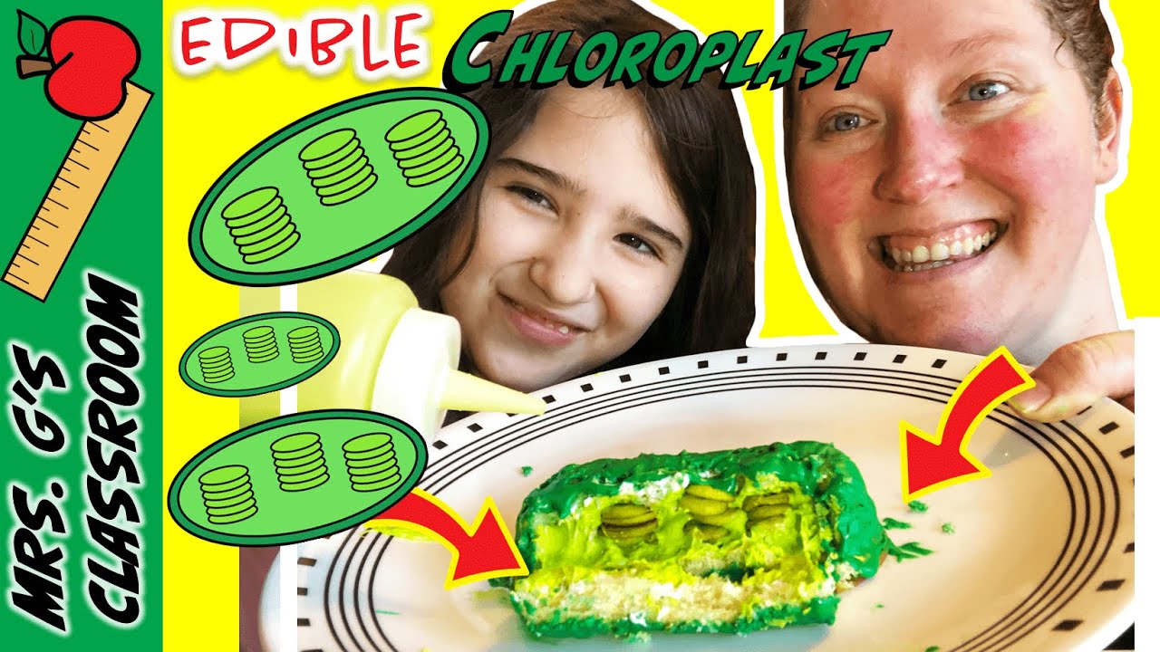 Create a EDIBLE CHLOROPLAST MODEL -the Organelle Where Photosynthesis ...