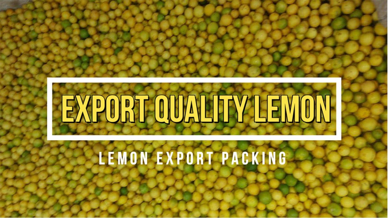 lemon export packing | export quality lemon | lemon export | lemons ...