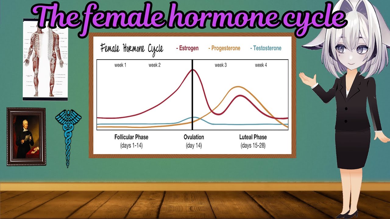 [Vtuber] Dr. Kilia teaches you about the female hormone cycle [Kilia ...