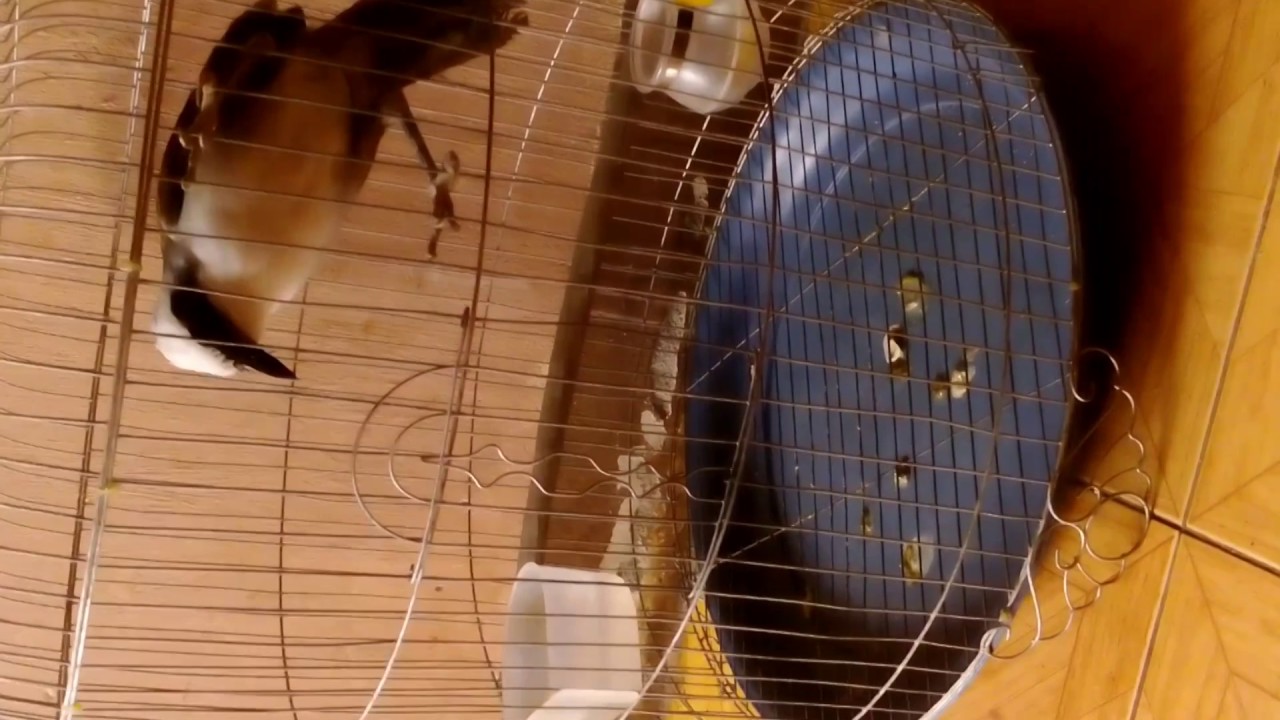 White Crested Laughing Thrush opens cage door (Intelligent Bird) - YouTube