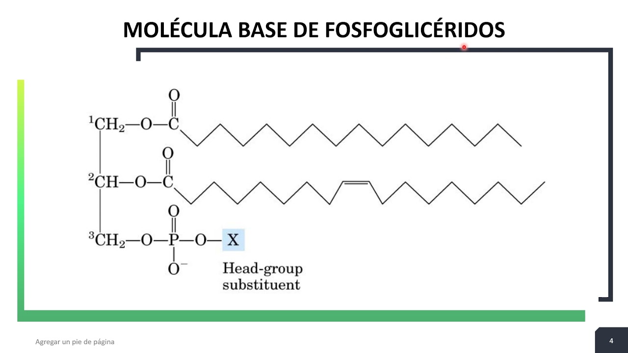 fosfogliceridos - YouTube