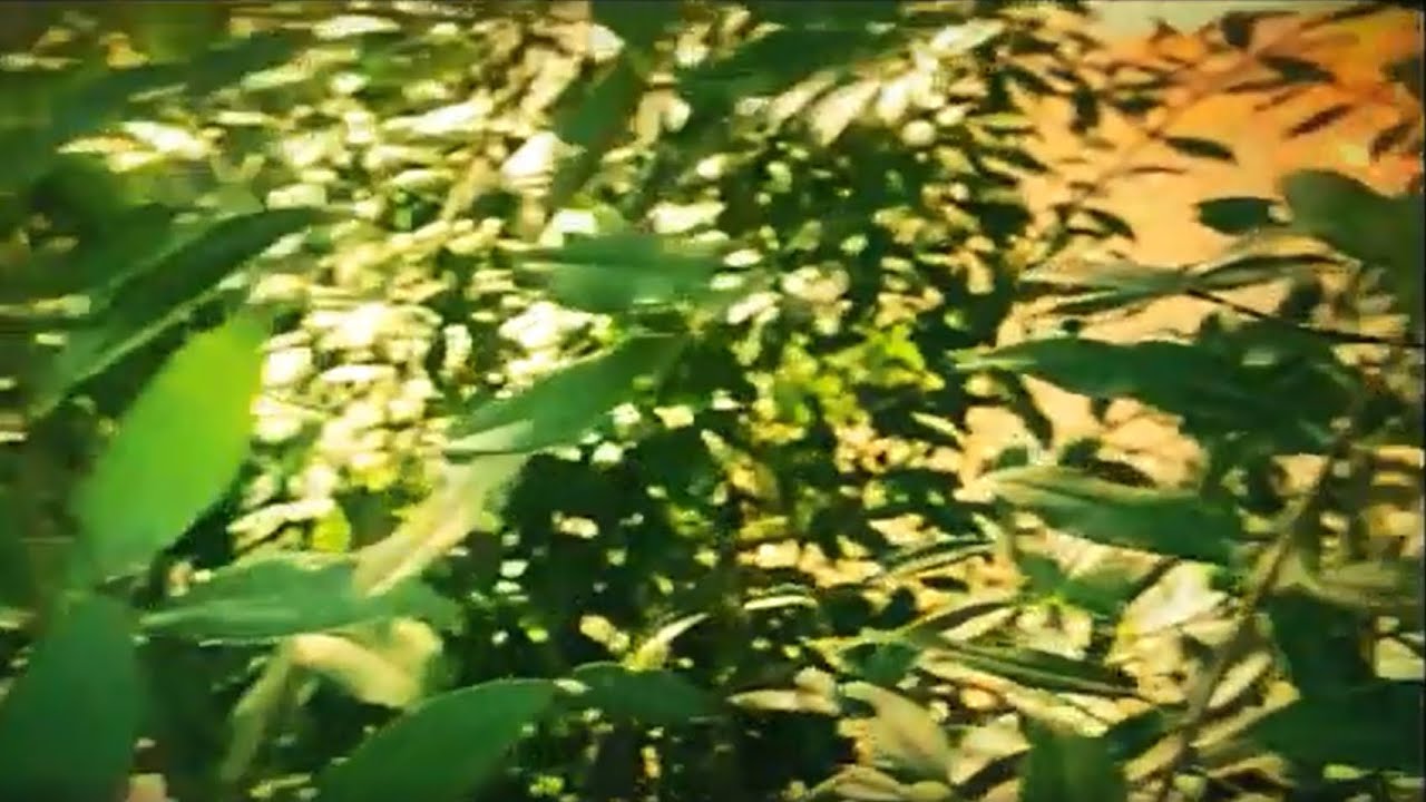 Hiddin Black - Clamation Mode intro [Music Video] - YouTube