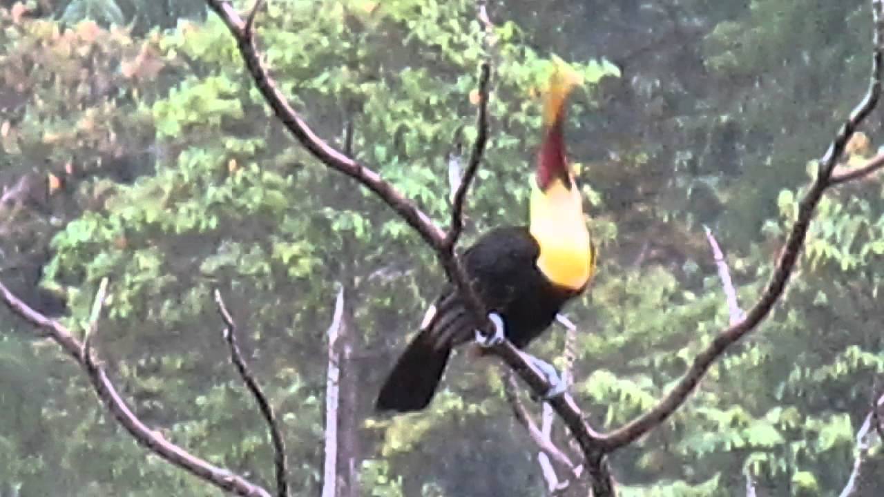 Toucan calling - YouTube