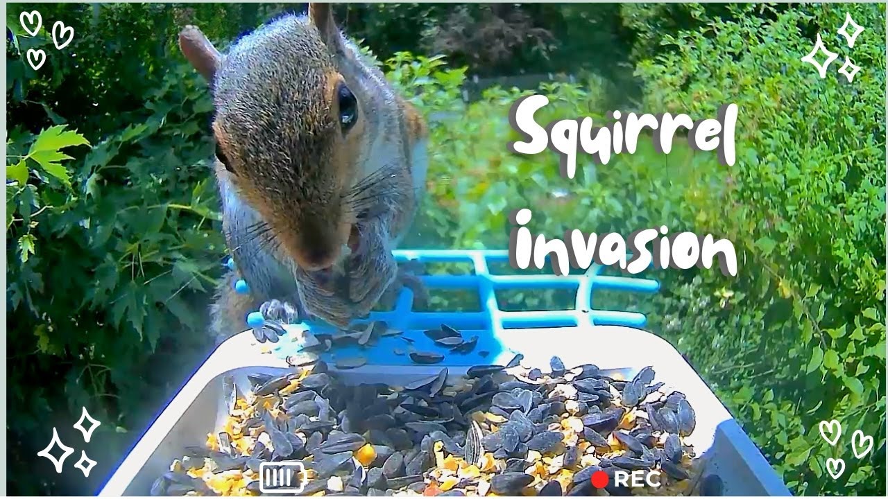 Squirrel Invasion Round 3! Coming for all the treats! - YouTube