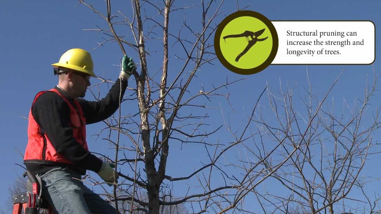 How to Prune: Training Your Tree - YouTube