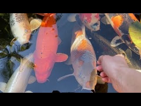 TOUCH KOI FISH WITH ME | Relaxing Koi Fish Pond, Koi Close-Up [HD ...