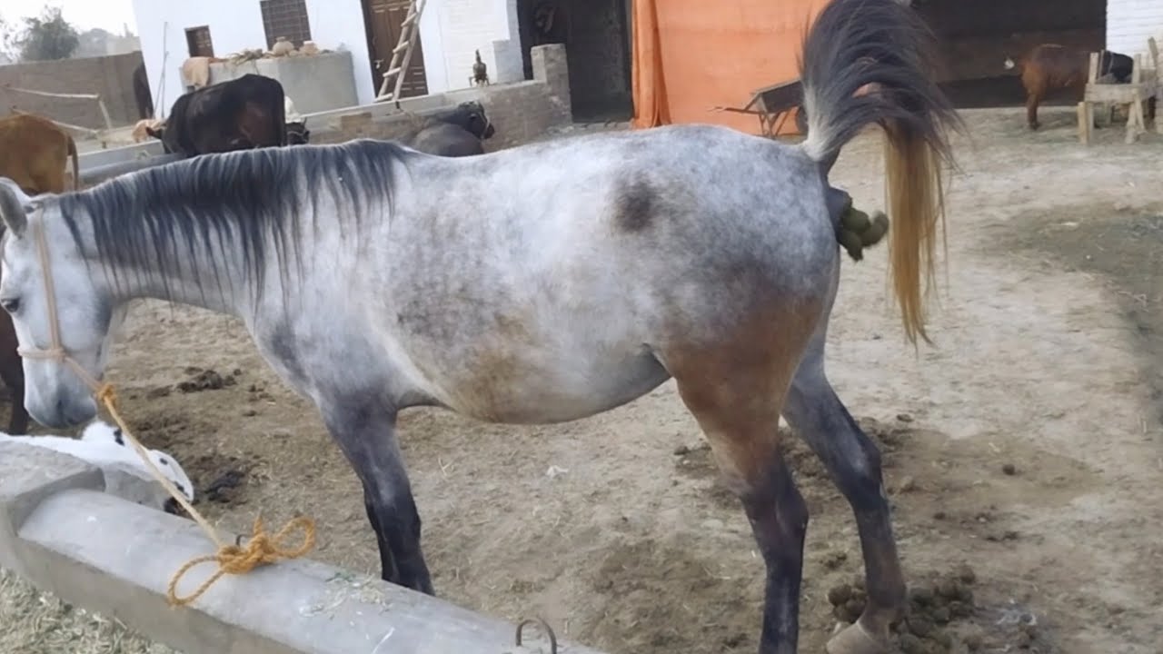 Horse Poop | Horse Poop Peep | Horse Pooping - YouTube