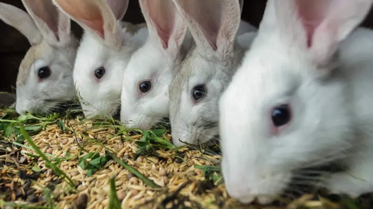 Incredible High-Tech Rabbit Farming | Modern High-Tech Rabbit Farming ...