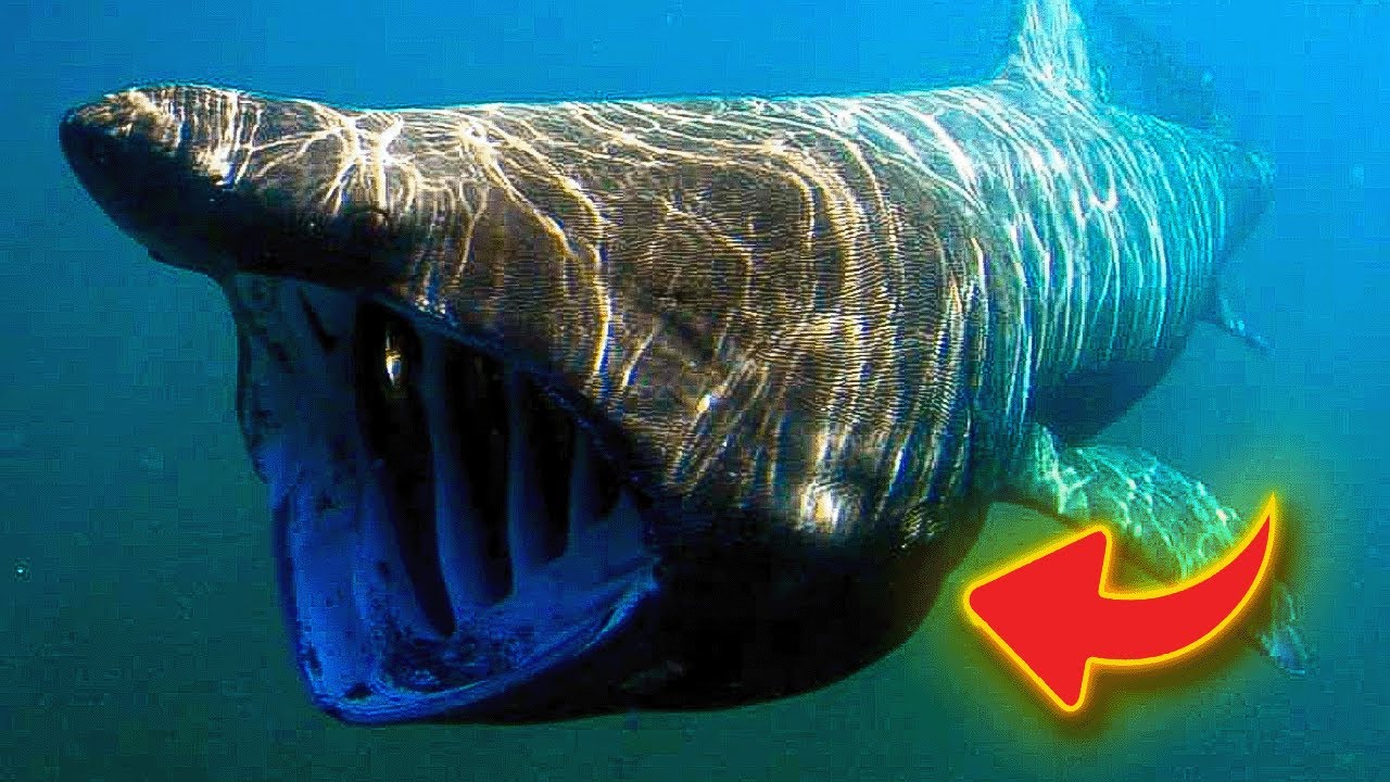 A Guy Was Kayaking In The Ocean When This Giant Creature Suddenly ...