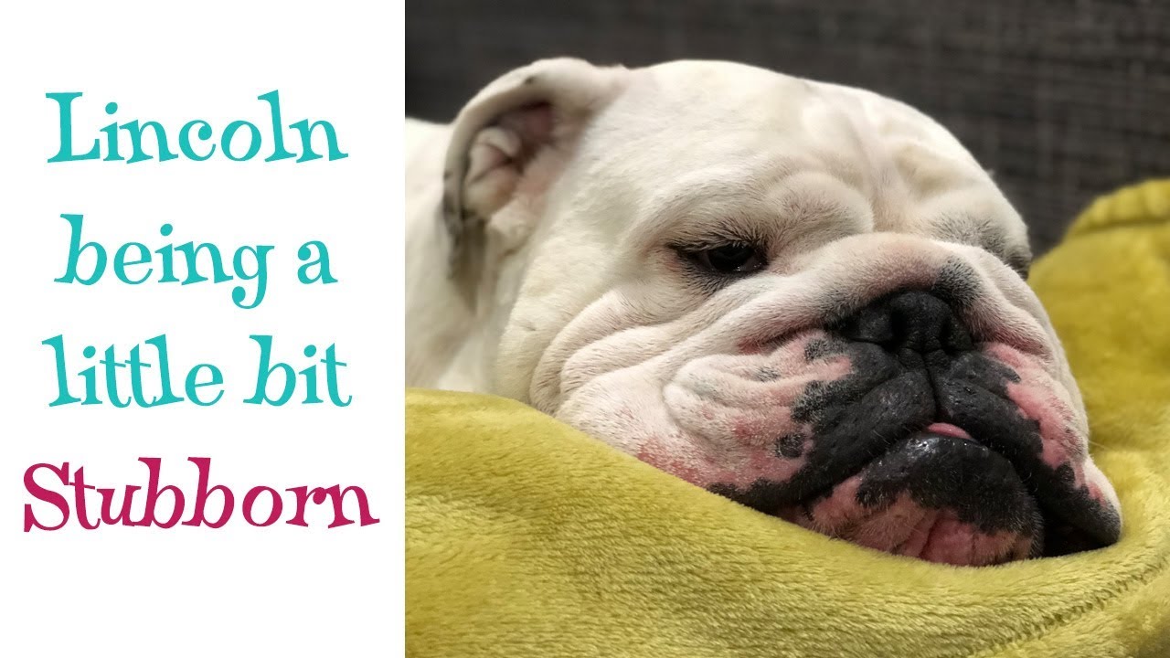 Lincoln being a little bit stubborn | ENGLISH BULLDOG - YouTube