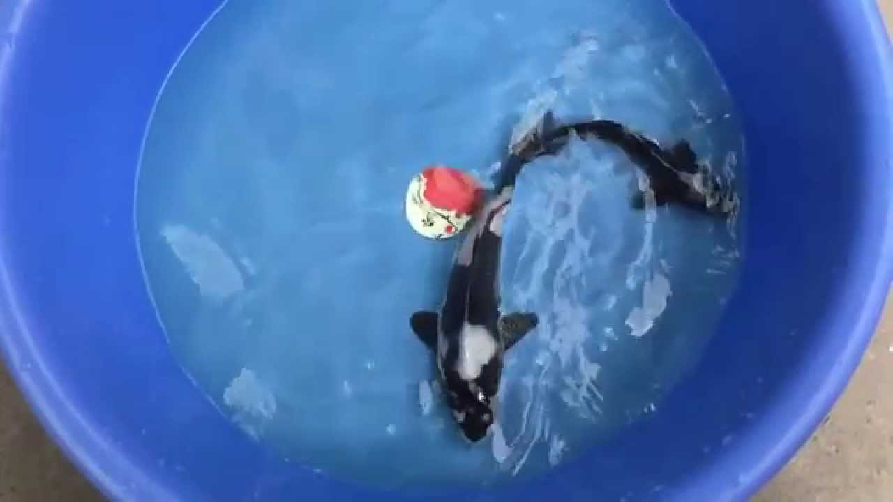Cá koi cực độc.Shiro panda và Matsukawabake panda. Cá chép Nhật - Ruby ...