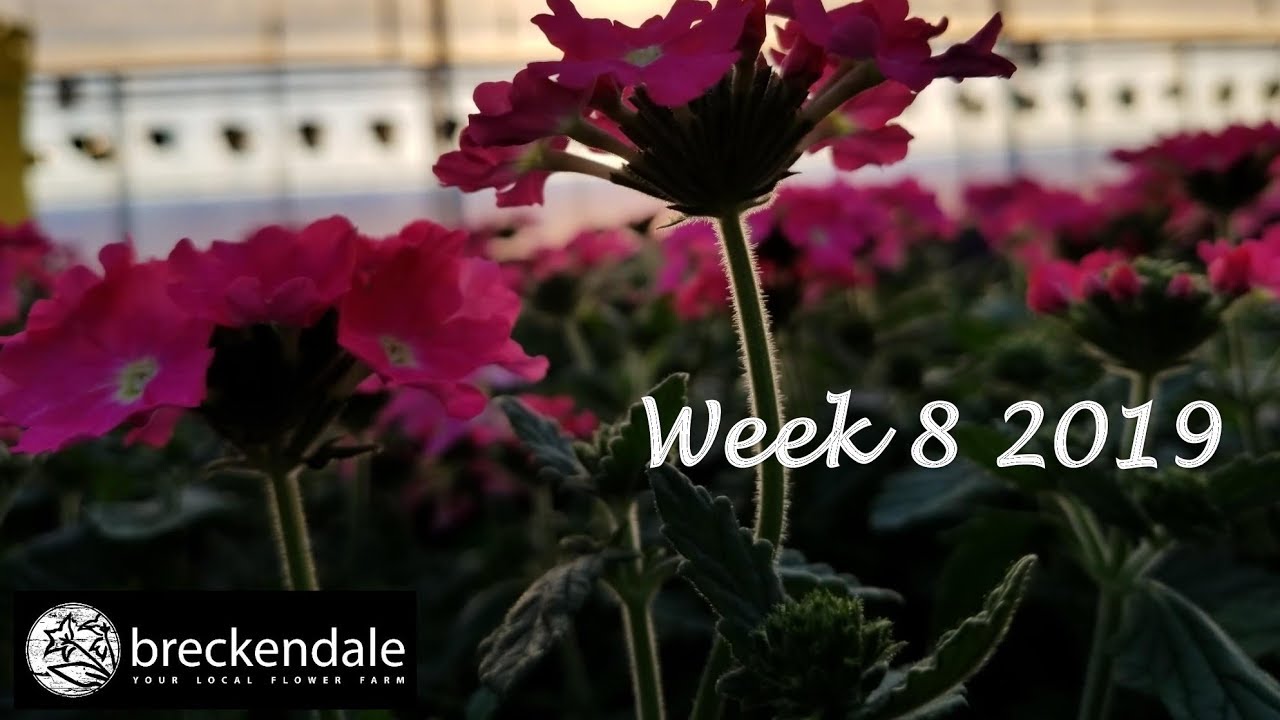 Week 8 2019 - YouTube