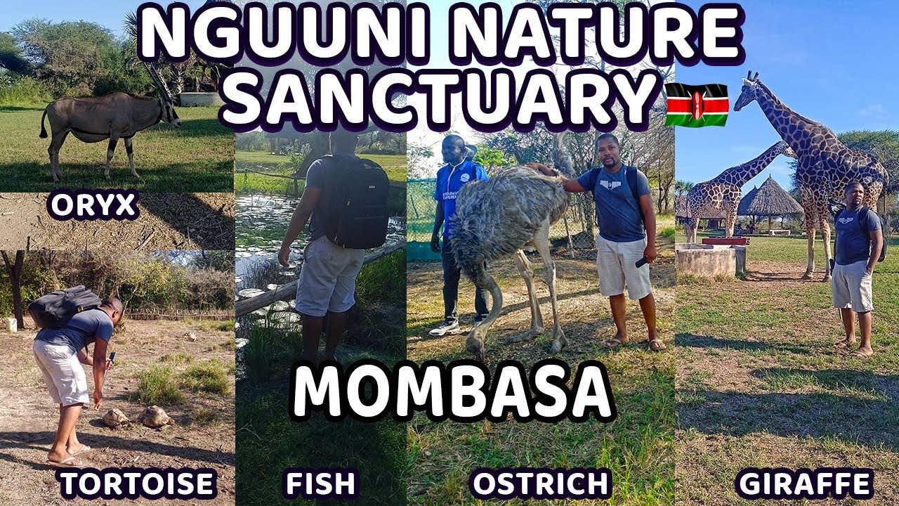🦒 Walking Safari In Mombasa's Secret Wildlife Sanctuary - Nguuni Nature ...