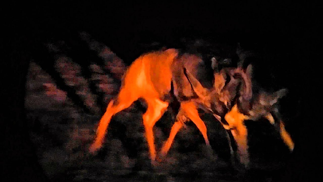 Mule Deer Fight Dec, 2013 - YouTube