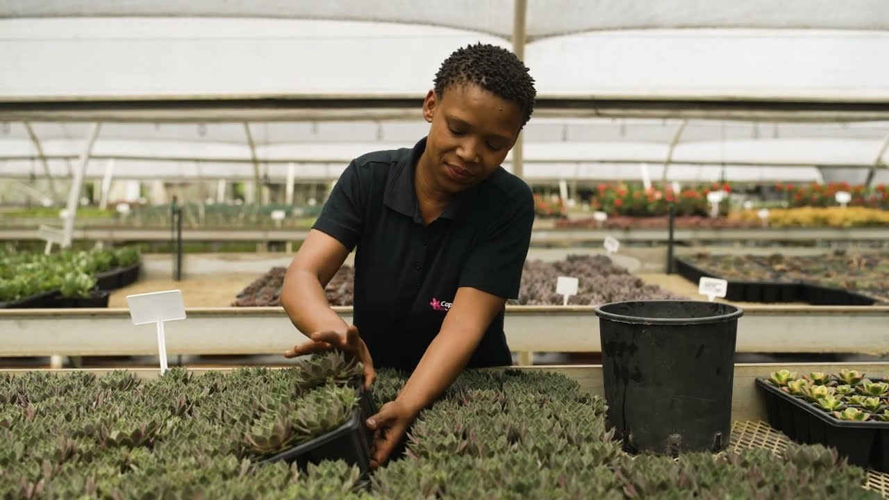 Behind the scenes at our Cape Garden growing Farm in Vredendal - YouTube