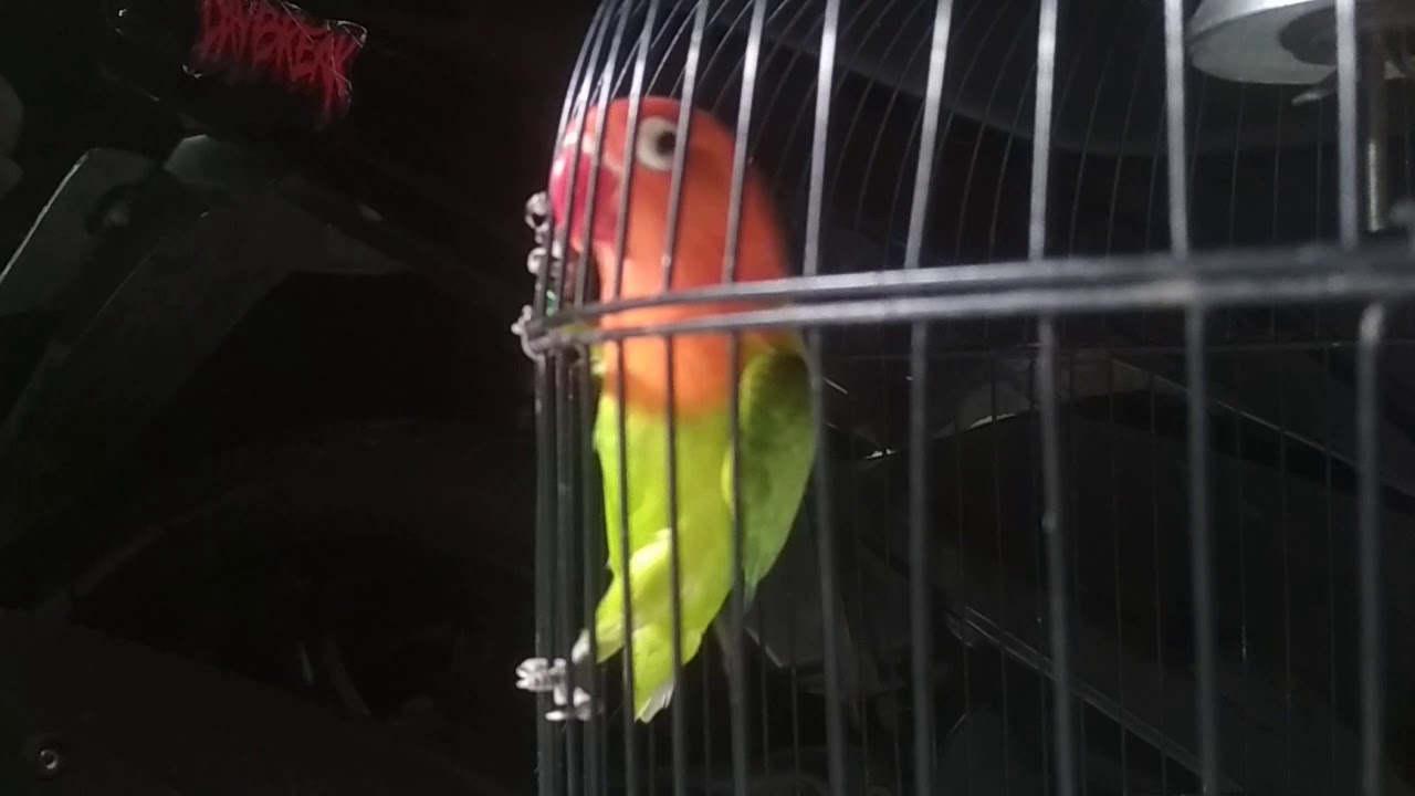 Lovebird Biola green paut sable - YouTube