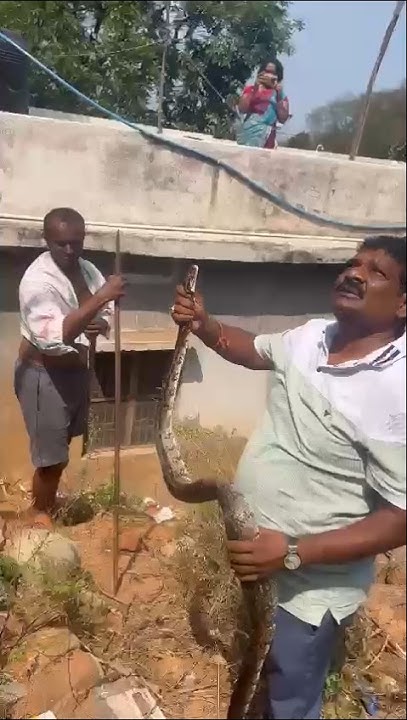 python rescue - YouTube