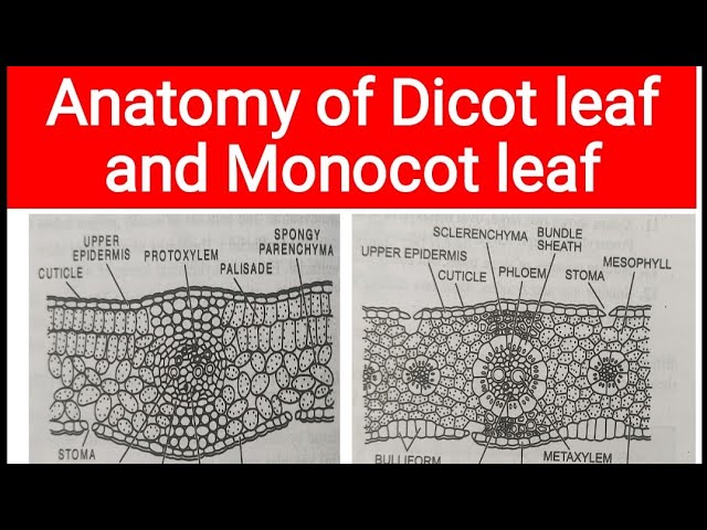 Monocot And Dicot Leaf Cross Section Differences - Infoupdate.org Monocot And Dicot Leaf Cross Section Differences - Infoupdate.org