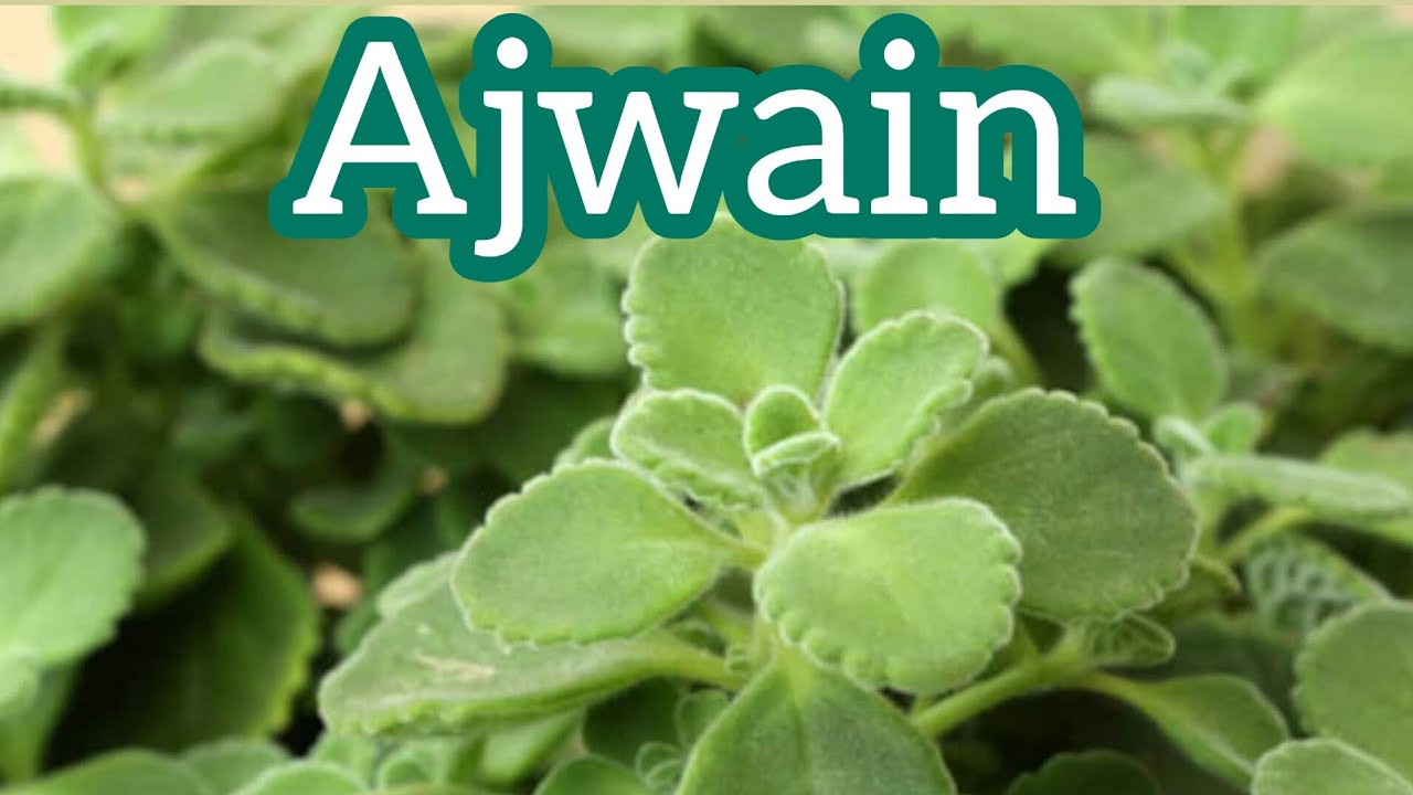 How to grow Ajwain plant into poat. [अजवाईन के पौधे को गमले में कैसे ...