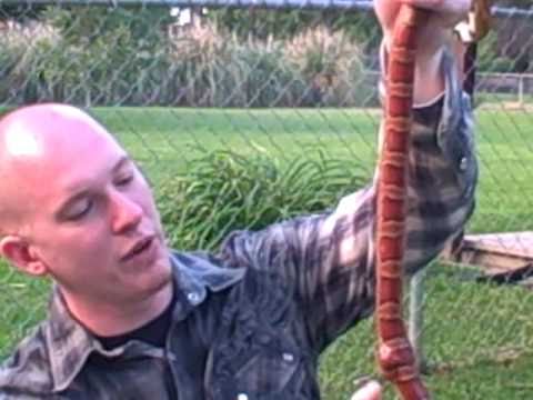 Steve's Snaketuary- Snake Collection Update 1 - YouTube