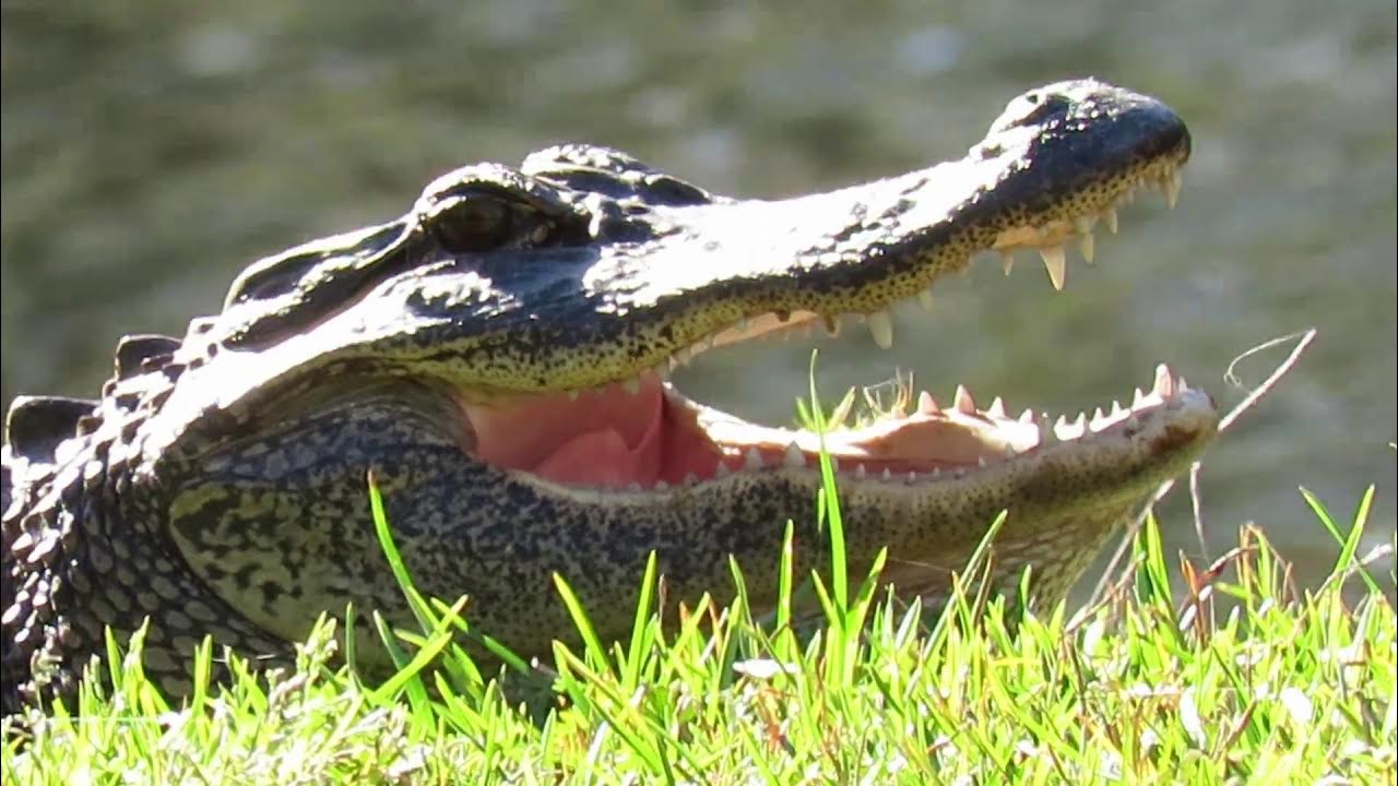 Alligator's Jaws WIDE OPEN Exposing Pink Mouth E2 Sea Pines Bluebird ...