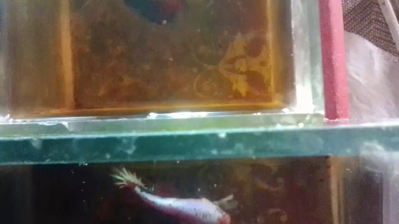 Jayeun avatar - YouTube