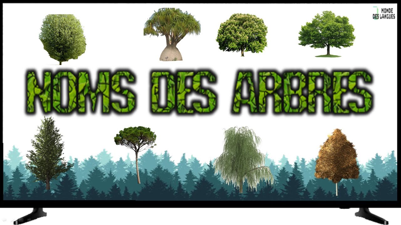 Vocabulaires | Nomes | Arbres - YouTube