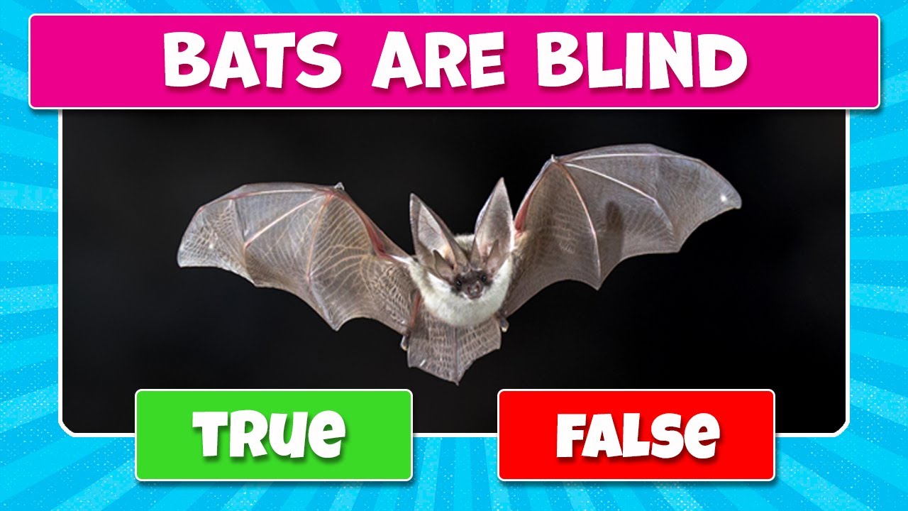 TRUE or FALSE Quiz - Animals True or False Quiz - Animals Knowledge ...