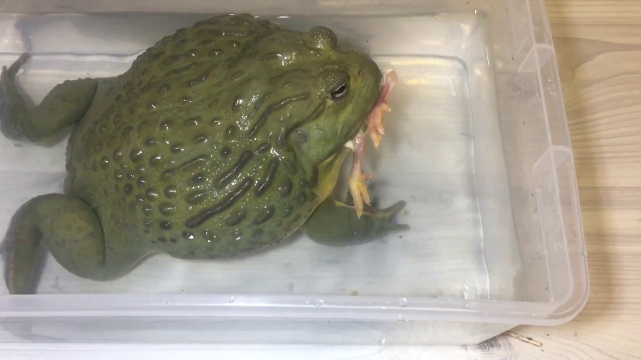 The african bullfrog(Giant pixie frog)#FLOG10 - YouTube