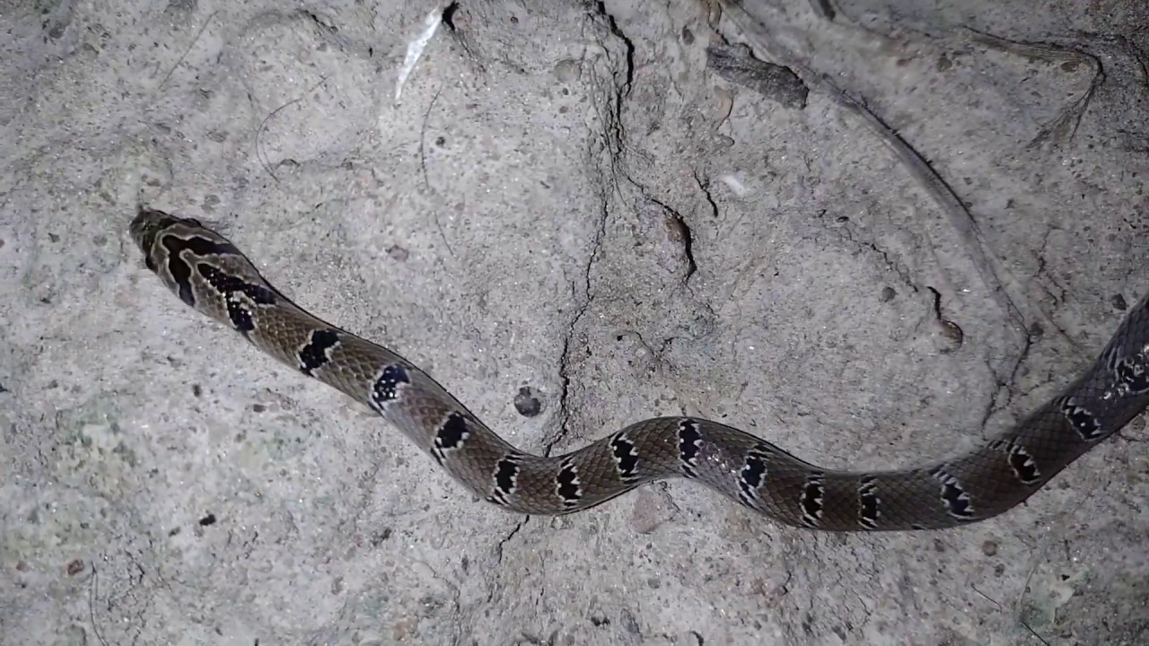 Baby of a Common Kukri Snake || beautiful non-venomous Snake - YouTube