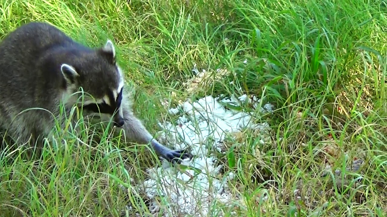 MONO MAPACHE EN LA ISLA CATALINA PROVINCIA LA ROMANA REGION ESTE ...